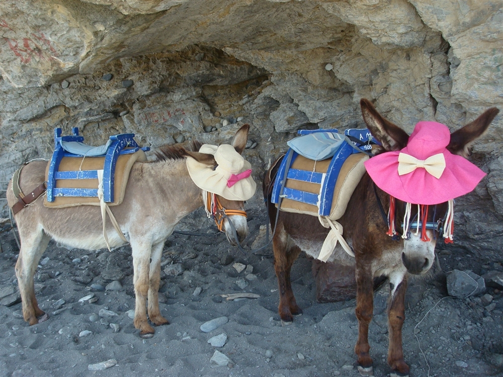 Neue Fricktaler Zeitung | Wettbewerb: Die ersten Sommerfotos