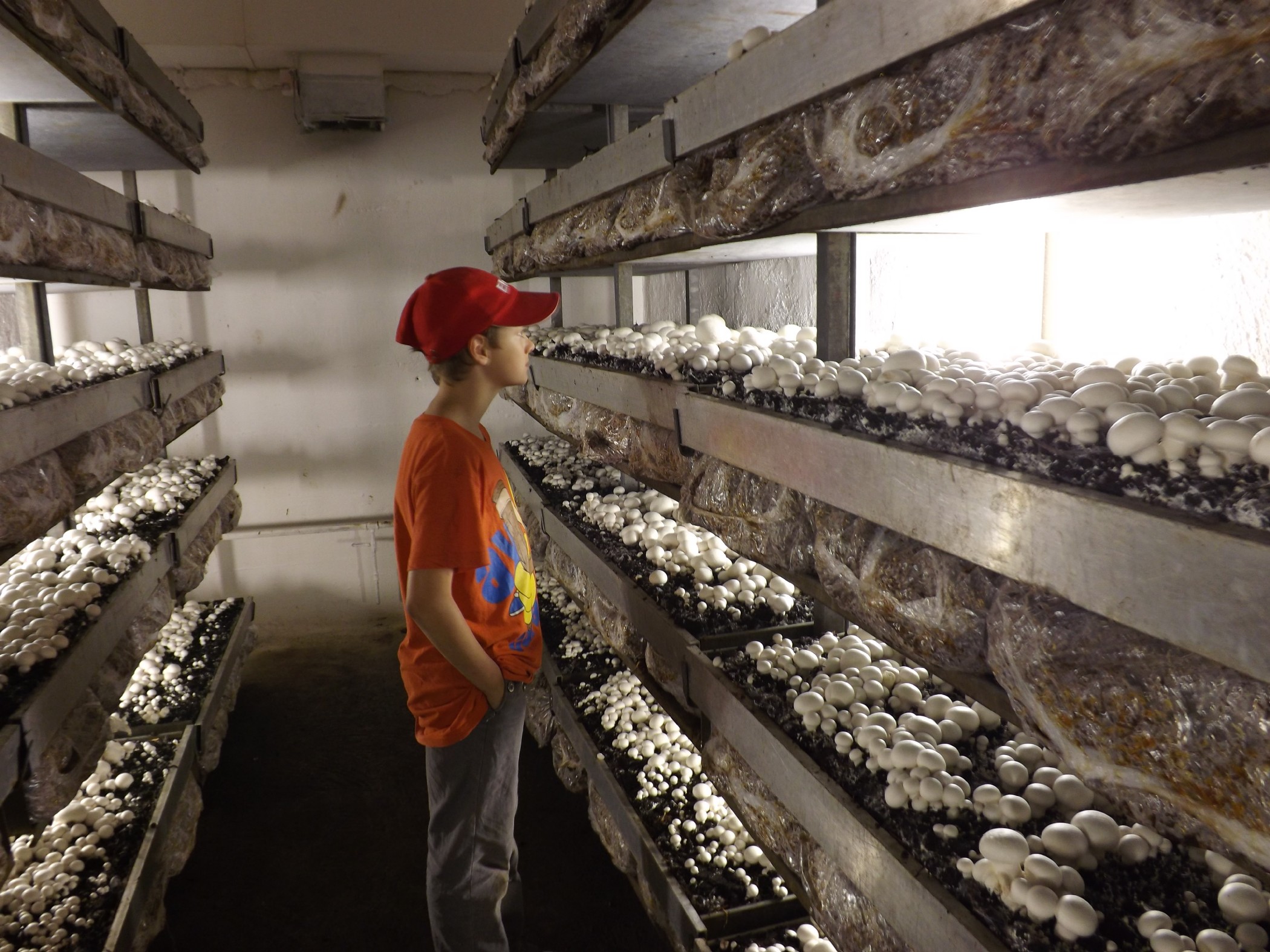 Neue Fricktaler Zeitung | Champignons-Züchter aus Leidenschaft