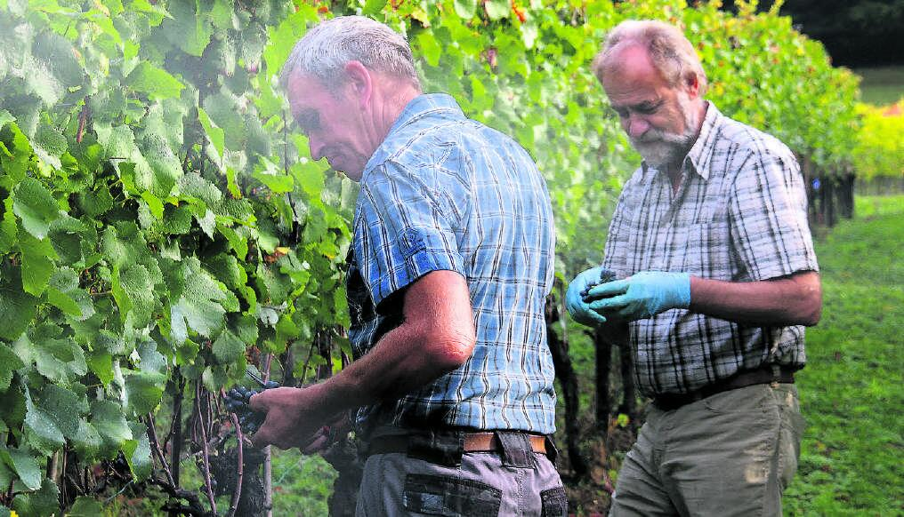 Neue Fricktaler Zeitung | Die Öchslegrade sind sehr erfreulich