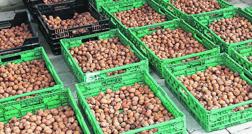 Neue Fricktaler Zeitung | Aus Nuss wird Öl