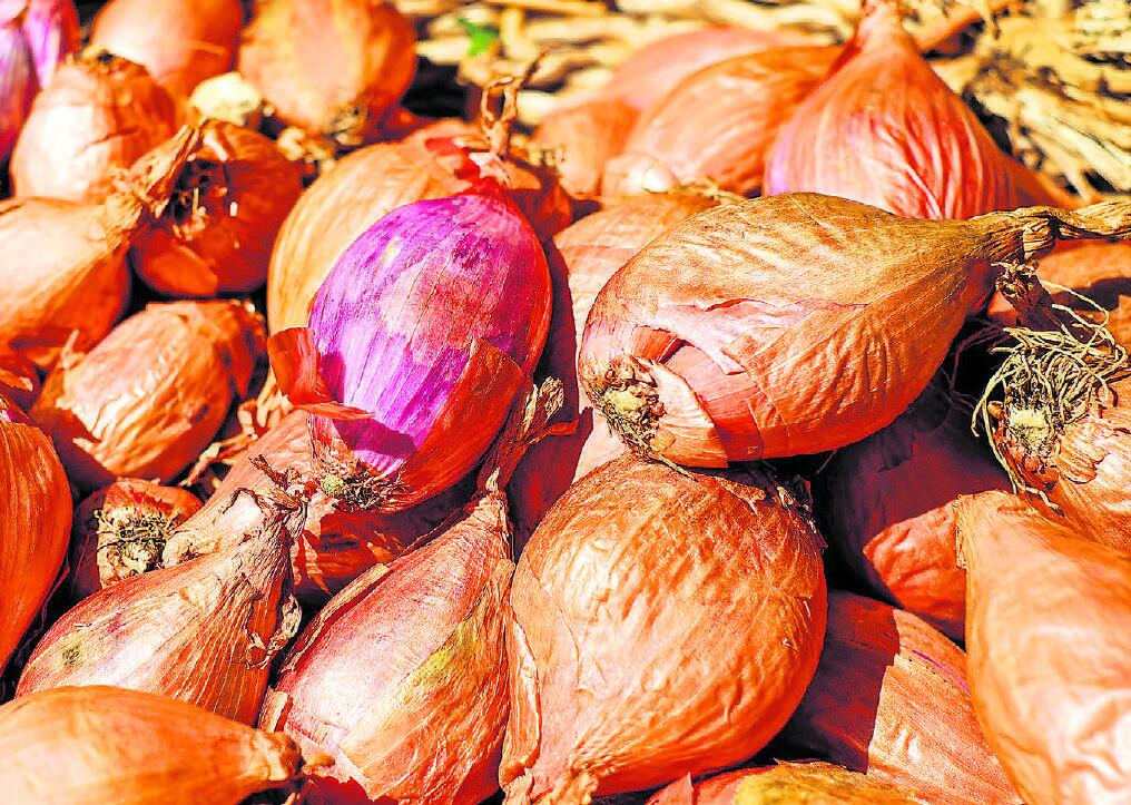 Neue Fricktaler Zeitung | Die sanftere Zwiebel: die Schalotte