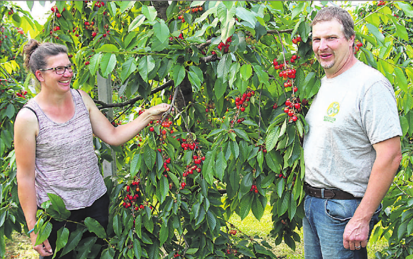 Neue Fricktaler Zeitung | Kordia, Regina und Grace Star werden reif