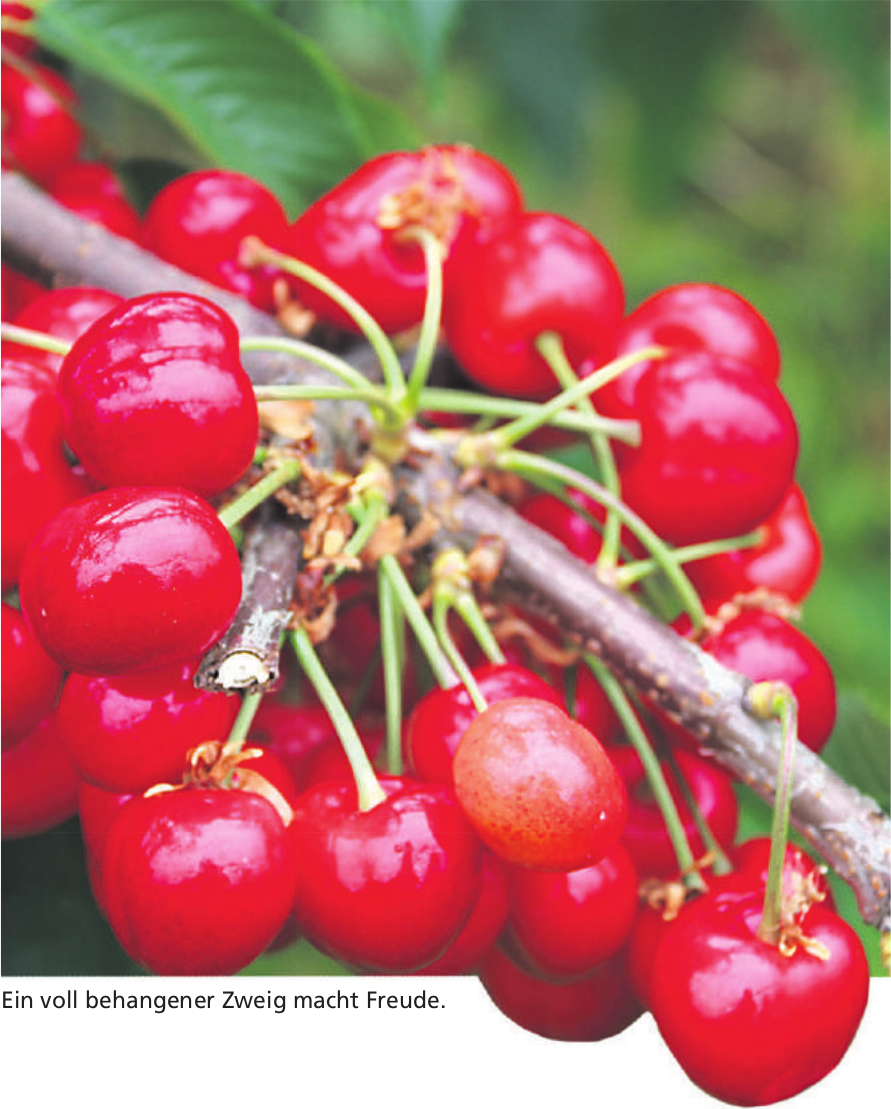 Neue Fricktaler Zeitung | Kordia, Regina und Grace Star werden reif