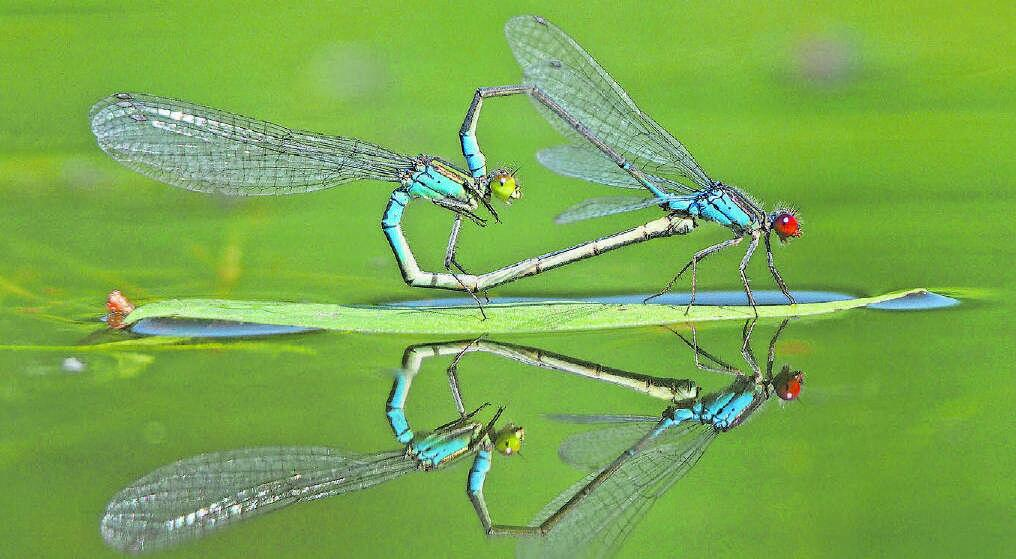 Neue Fricktaler Zeitung | Viele Libellen stehen auf der Roten Liste