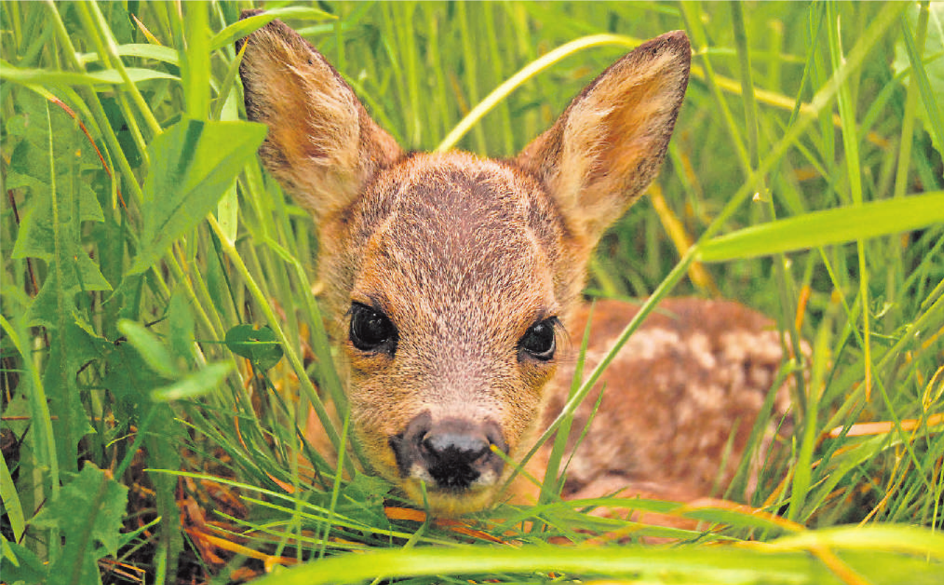 Neue Fricktaler Zeitung | Ein Herz für Rehkitze